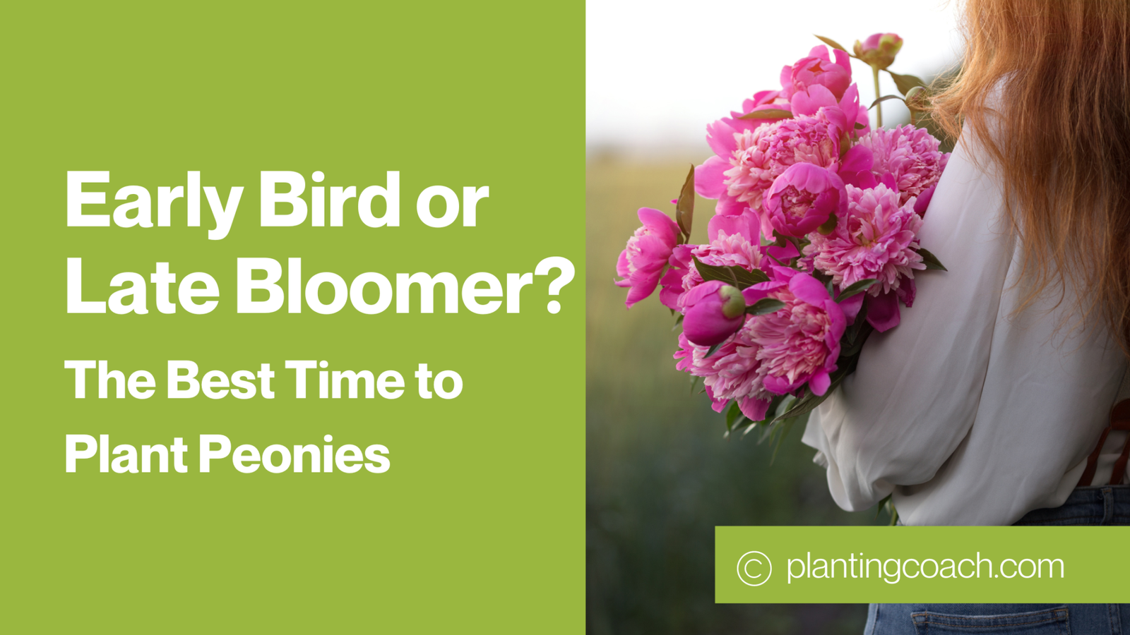 Early Bird or Late Bloomer? The Best Time to Plant Peonies - Planting ...